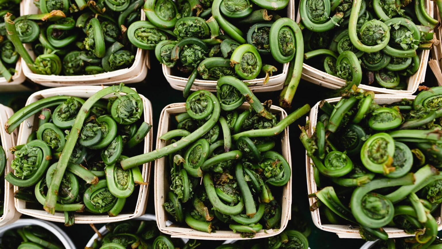 Health Benefits of Fiddlehead Ferns (+ How To Safely Consume It)